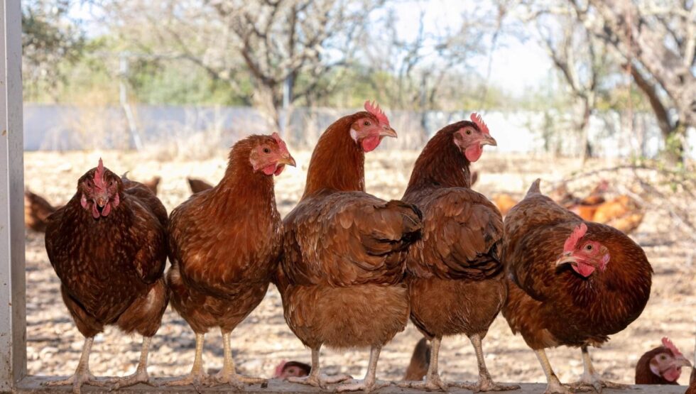 Gallinas Ponedoras | Todo sobre Crianza y Manejo