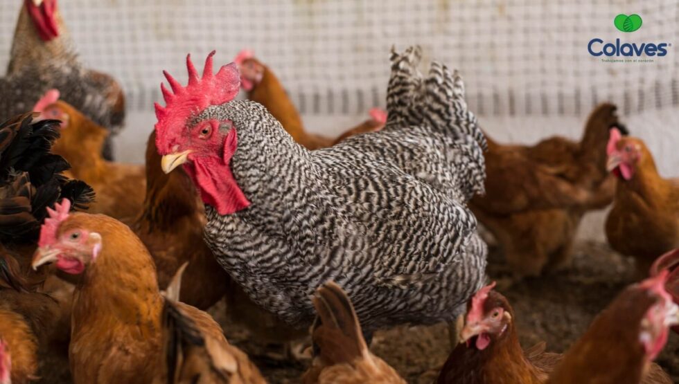 ?¿Cómo Criar Pollos de Engorde? Todas las respuestas AQUÍ