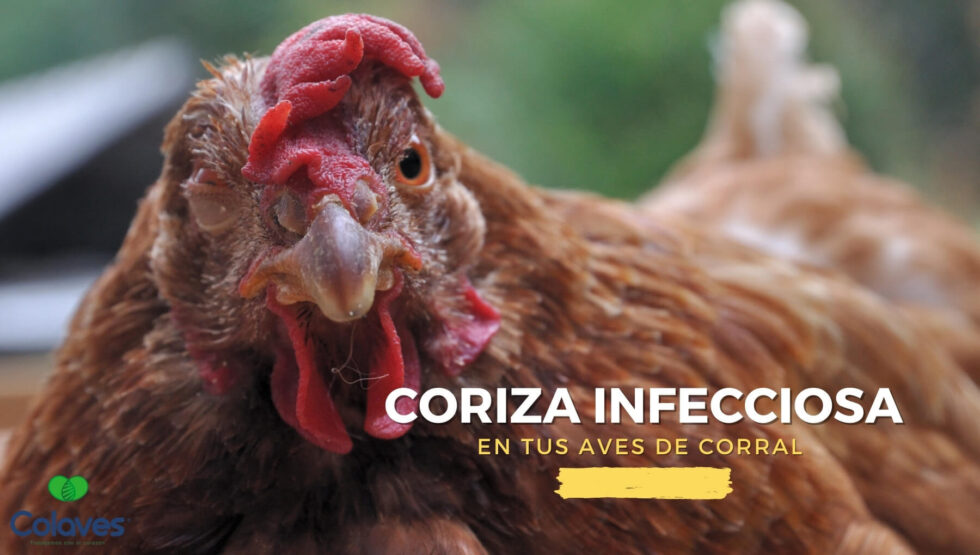 Coriza Infecciosa en Aves de Corral - Colaves