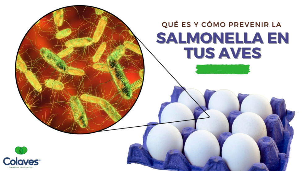 Salmonella | ¿Qué es y cómo prevenirla en Aves?