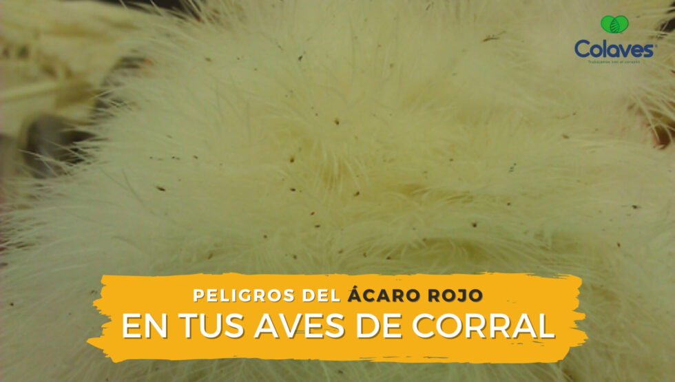 Ácaro Rojo Dermanyssus Gallinae en tus Gallinas - Colaves