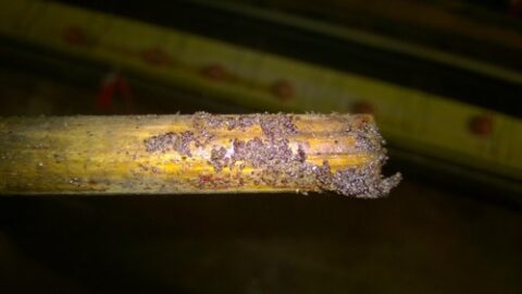 Ácaro Rojo Dermanyssus Gallinae en tus Gallinas - Colaves